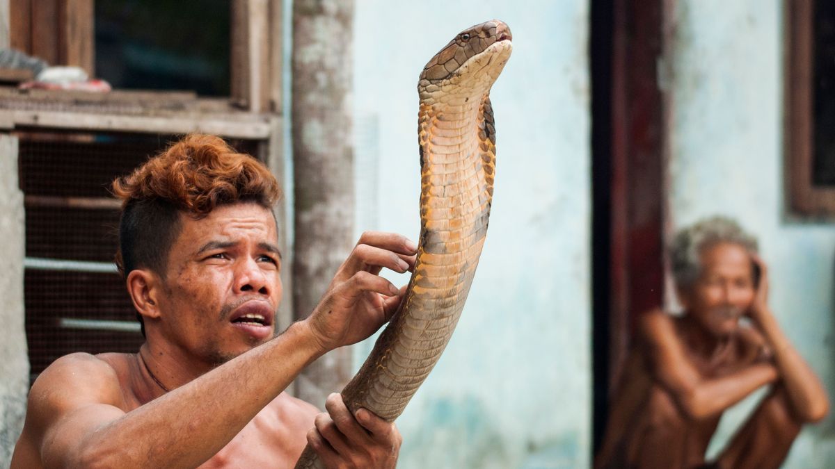Größte Schlange der Welt entdeckt: Die nördliche grüne Anakonda bricht alle Rekorde
